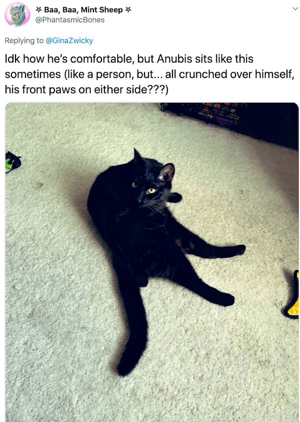 Pet Owners Share The Hilariously Bad Photos Of Their Animals