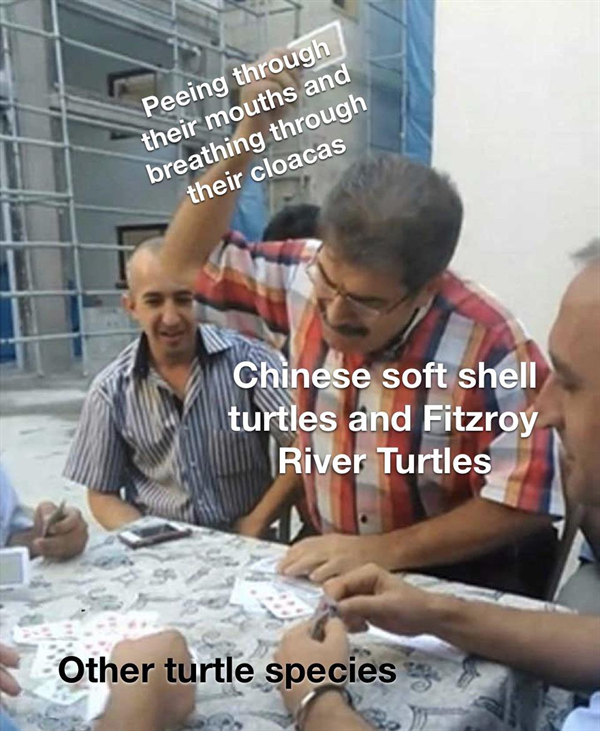 Education memes: This is big brain time