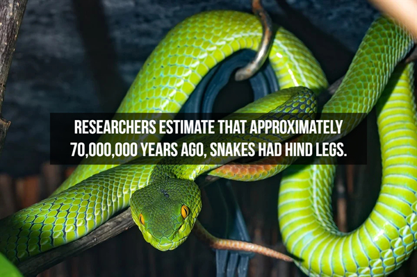 Factssssssssss about snakes