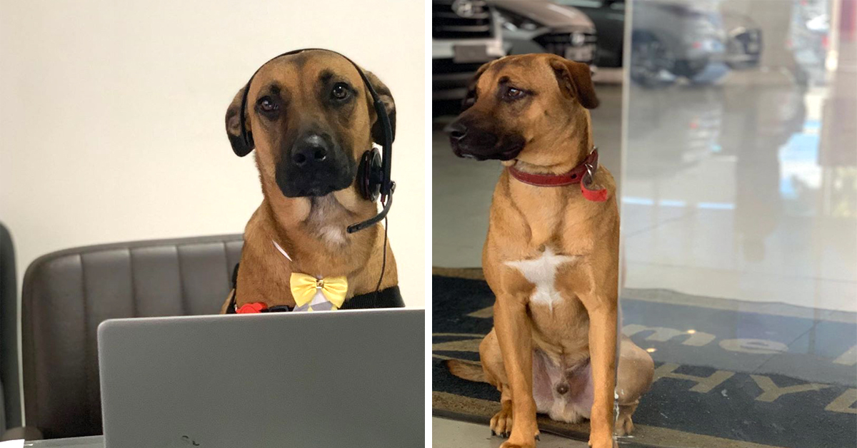 How a stray dog became 'employee of the month' at a car dealership