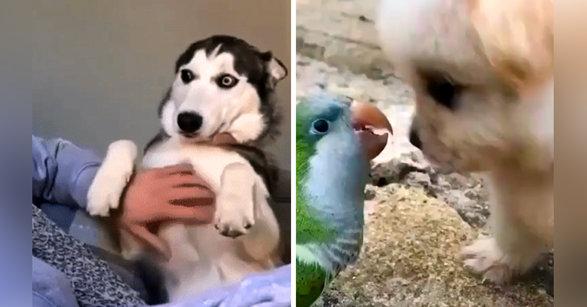 Wholesome animals bring endless happiness | Humanity | GIFs | Adorable ...