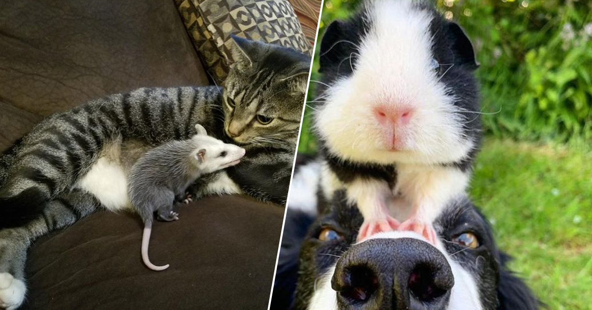 Unlikely animal allies that prove love is a universal language