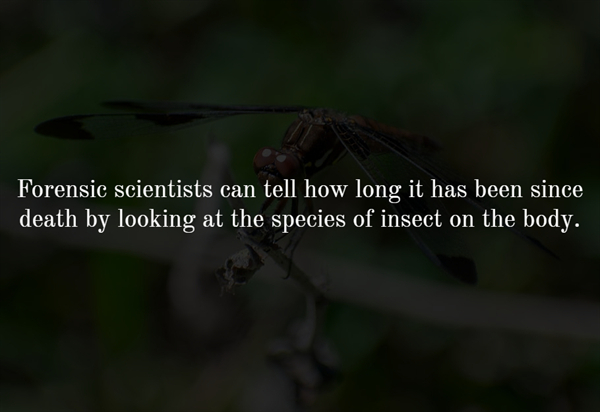Dim the lights and tune into "Creepy Facts"