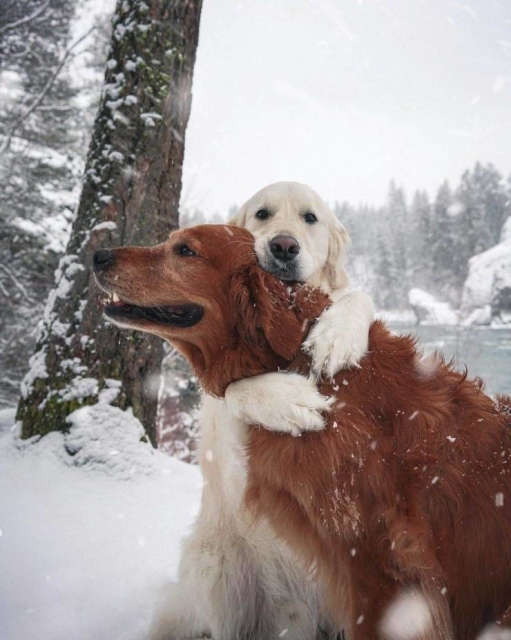 Dogs: the happiest things on four legs