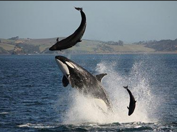 Orca Killer Whales GIF Compilation Beat Great White Shark Week