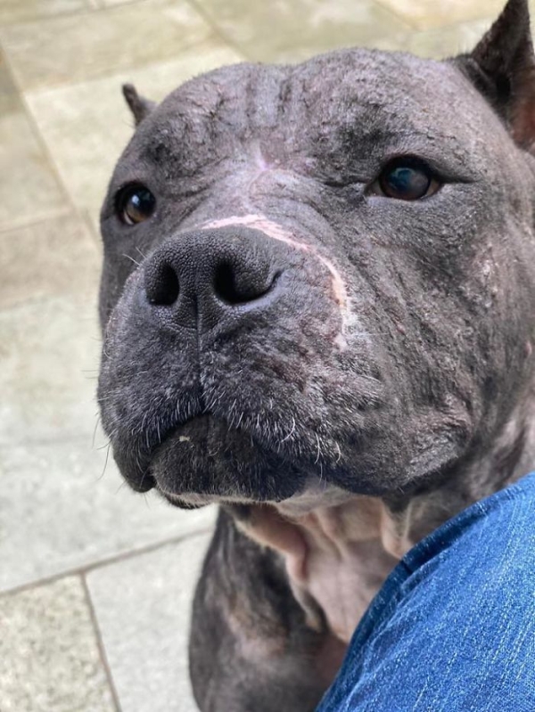 Abused pit bull given a second crack at life after being left for dead