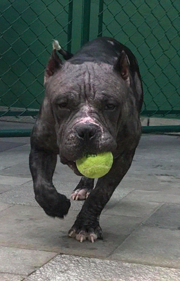 Abused pit bull given a second crack at life after being left for dead