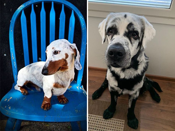 Animals With Vitiligo Are Cool As Hell : theCHIVE