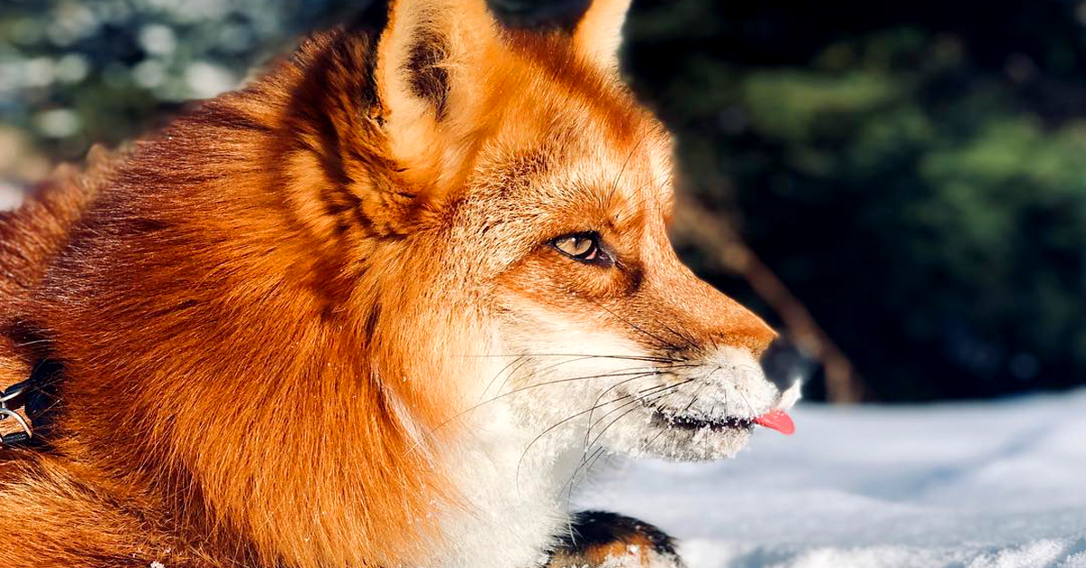 Loving fox is inseparable from the man who saved him from a fur farm