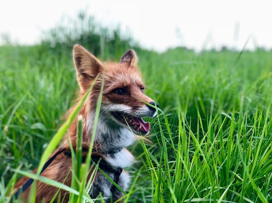 Loving fox is inseparable from the man who saved him from a fur farm