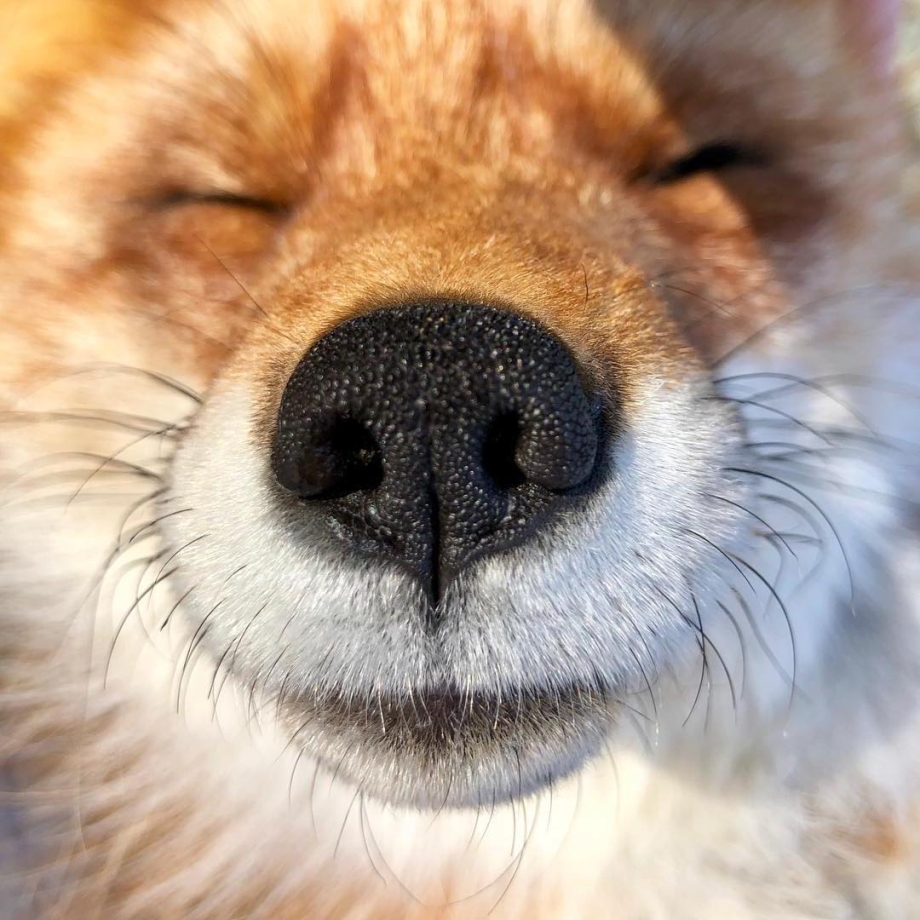 Loving fox is inseparable from the man who saved him from a fur farm
