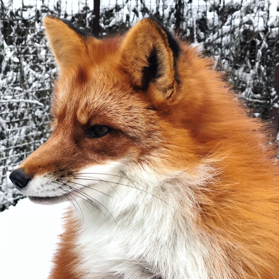Loving fox is inseparable from the man who saved him from a fur farm