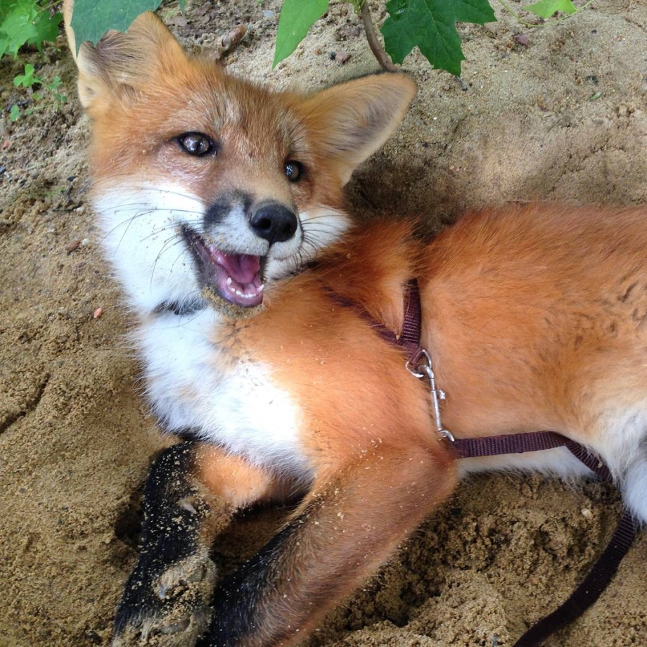 Loving fox is inseparable from the man who saved him from a fur farm