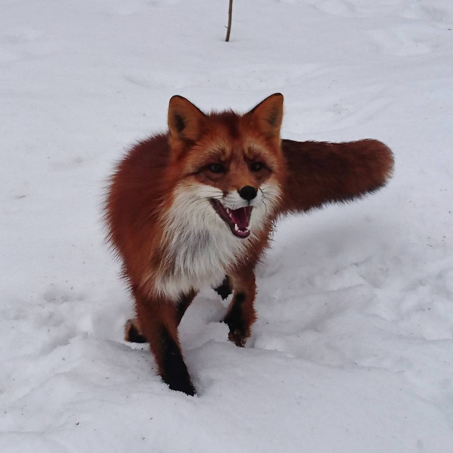 Loving fox is inseparable from the man who saved him from a fur farm