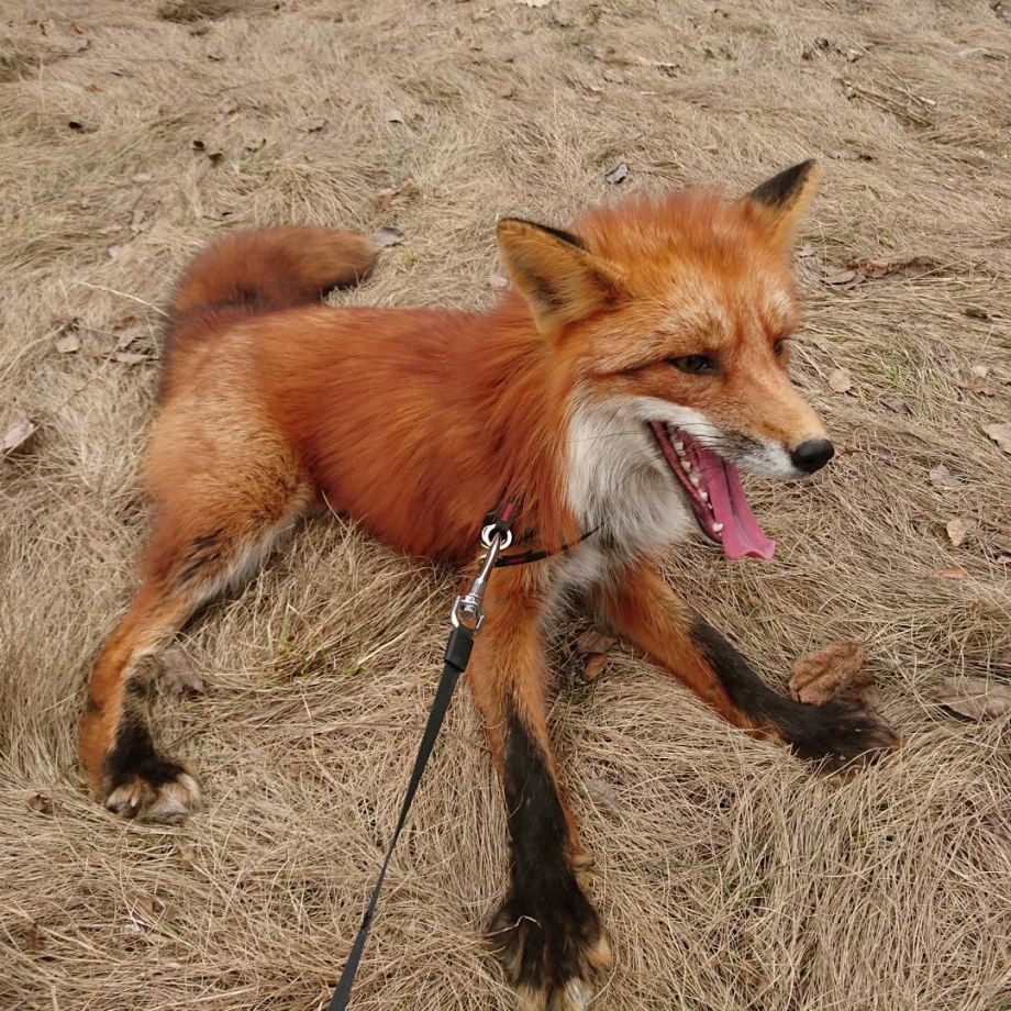 Loving fox is inseparable from the man who saved him from a fur farm