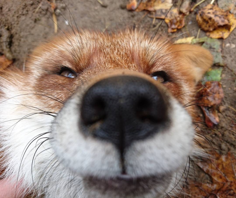 Loving fox is inseparable from the man who saved him from a fur farm