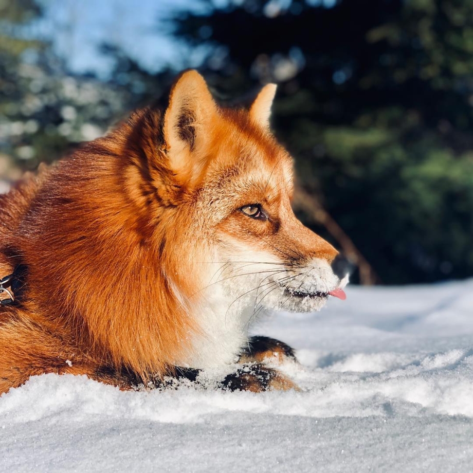 Loving fox is inseparable from the man who saved him from a fur farm