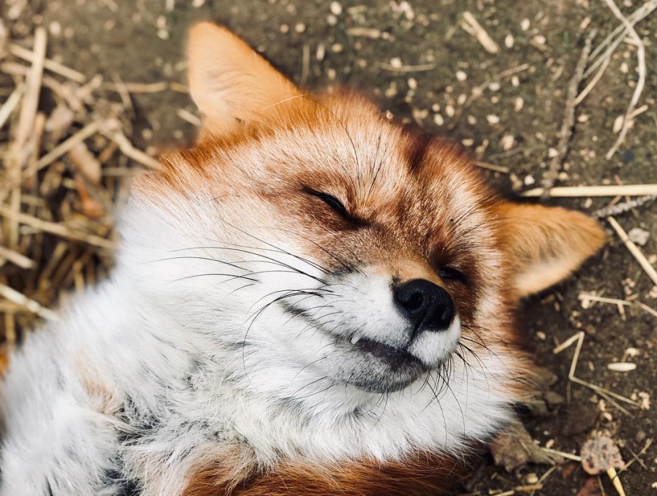 Loving fox is inseparable from the man who saved him from a fur farm