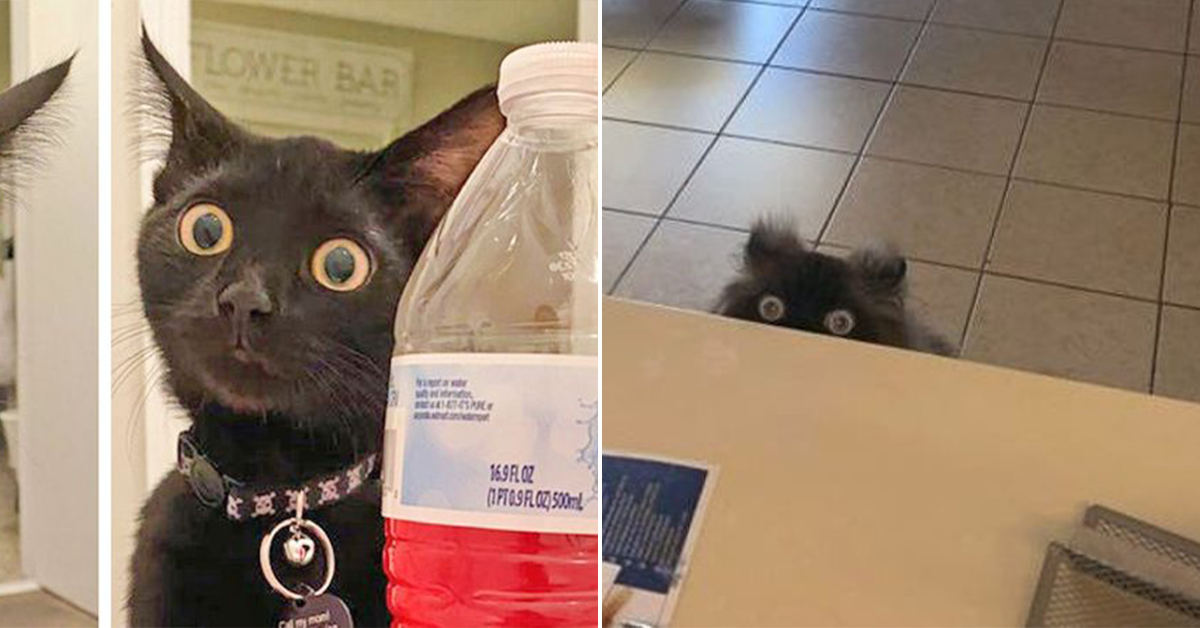 These darn cats can’t believe what they saw