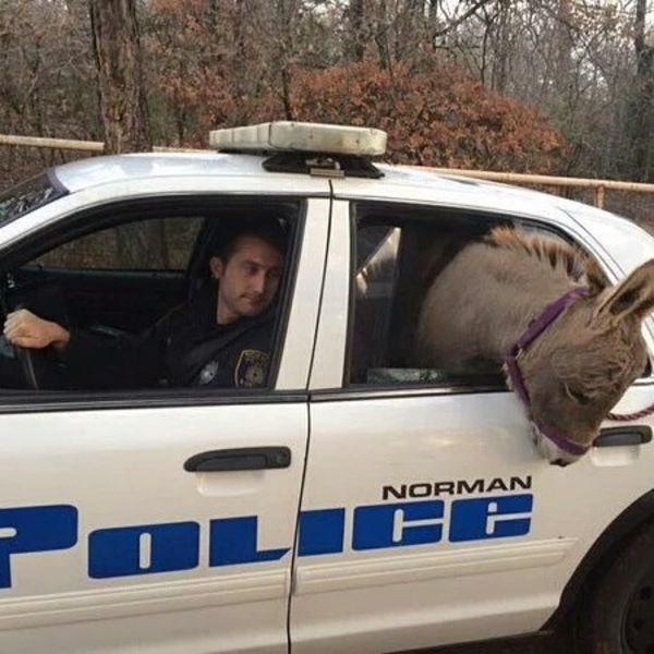 Police Funny Meme Photos WTF Crazy People Arrest GIF New Compilation
