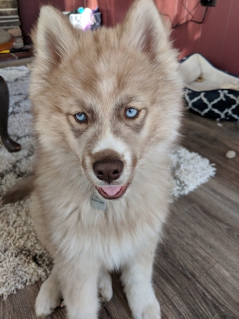 Just some really good dogs