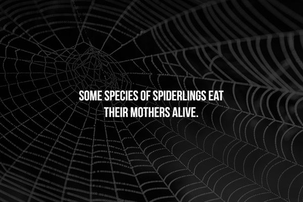 Cold air, dark corners, Creepy Facts