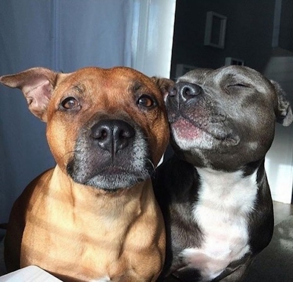 Just some really good dogs