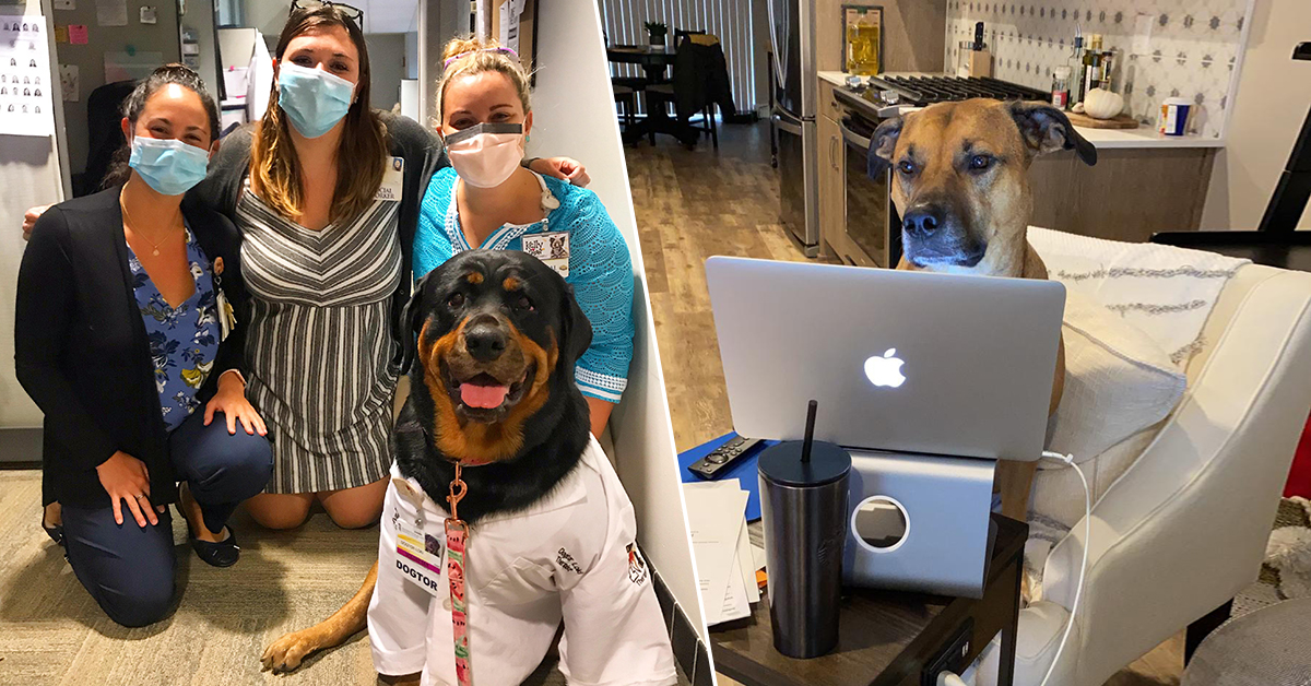 Dogs with jobs deserve all the belly rubs... and a raise