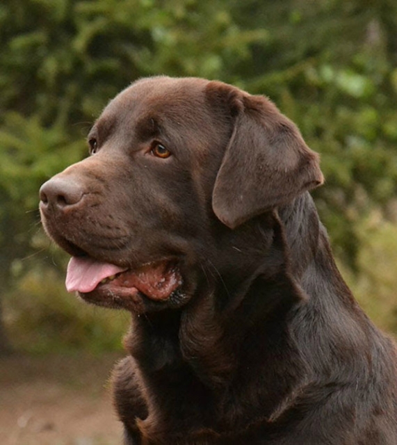 Just some really good dogs