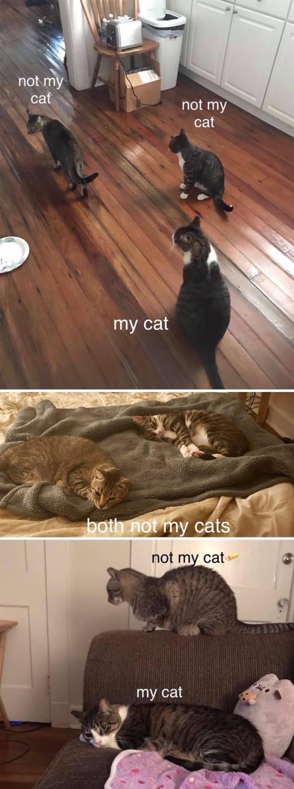 My house, NOT my cat (34 Photos) | Humor | Funny Pictures