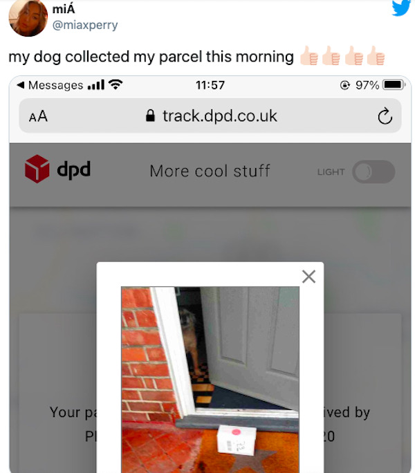 The Best Dog Posts Of The Year!