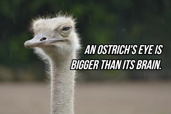 Eye-opening facts about... eyes