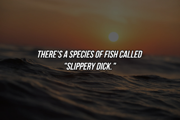 Funny facts are good for a knowledgeable laugh