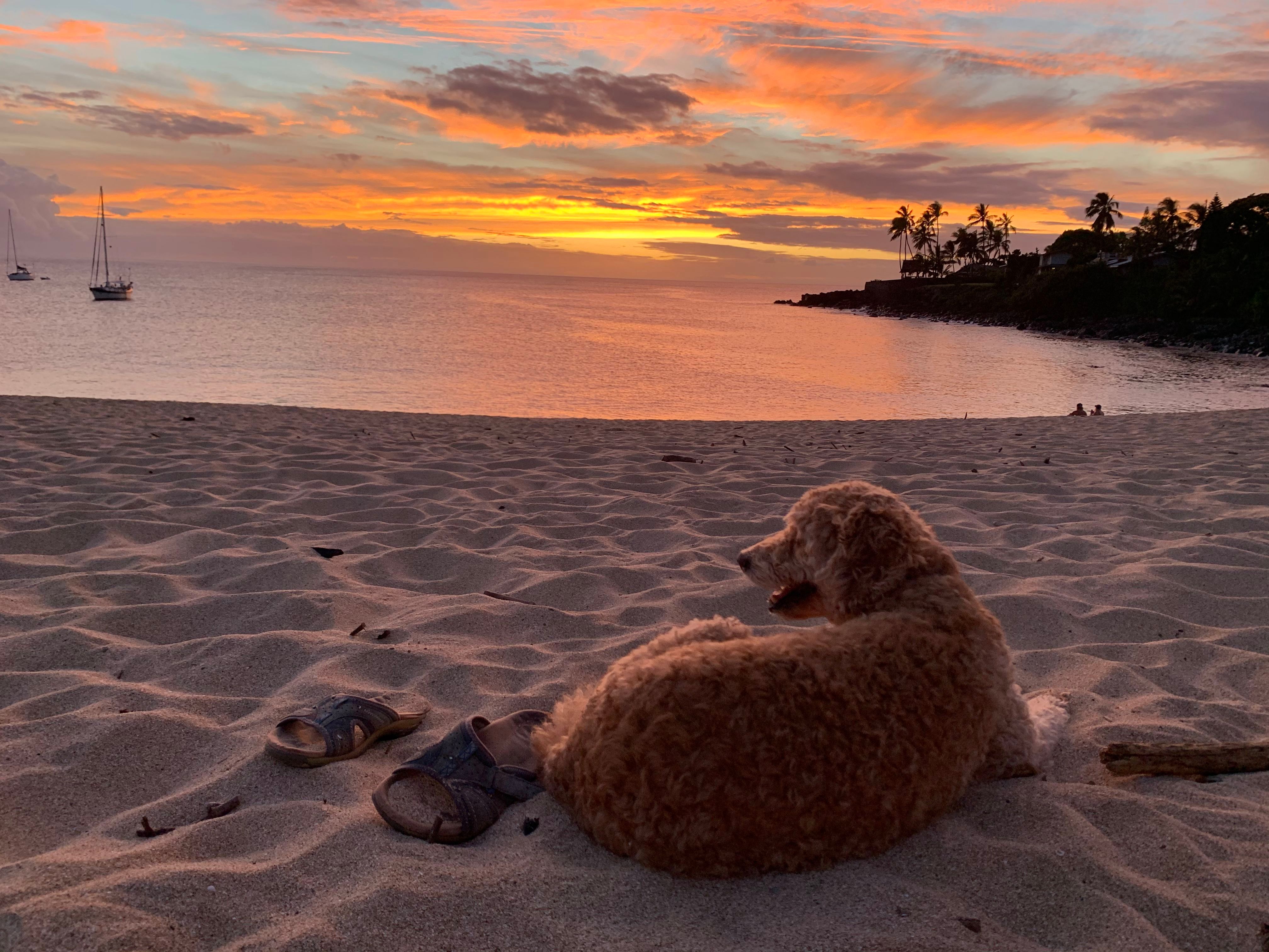 Aloha: Hello and goodbye (12 Photos)