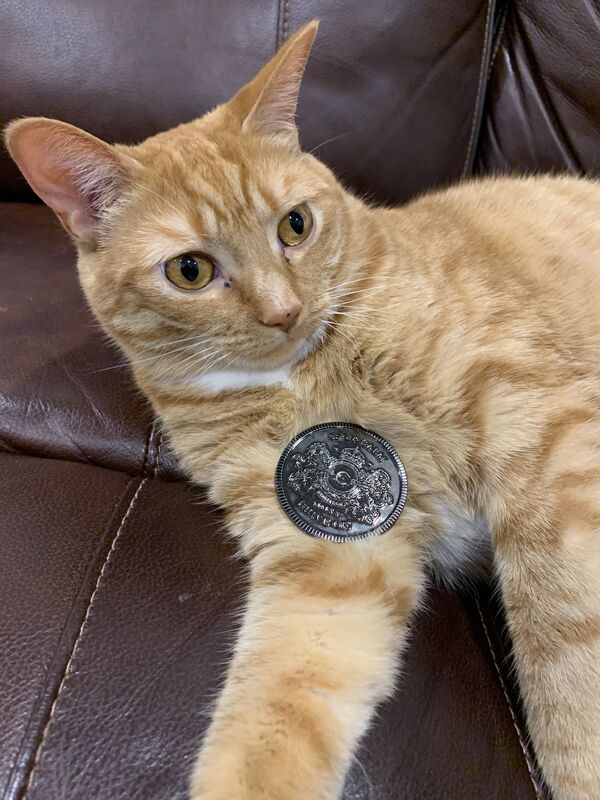 Cat *HISSSSSSS* Saturday (30 Photos)