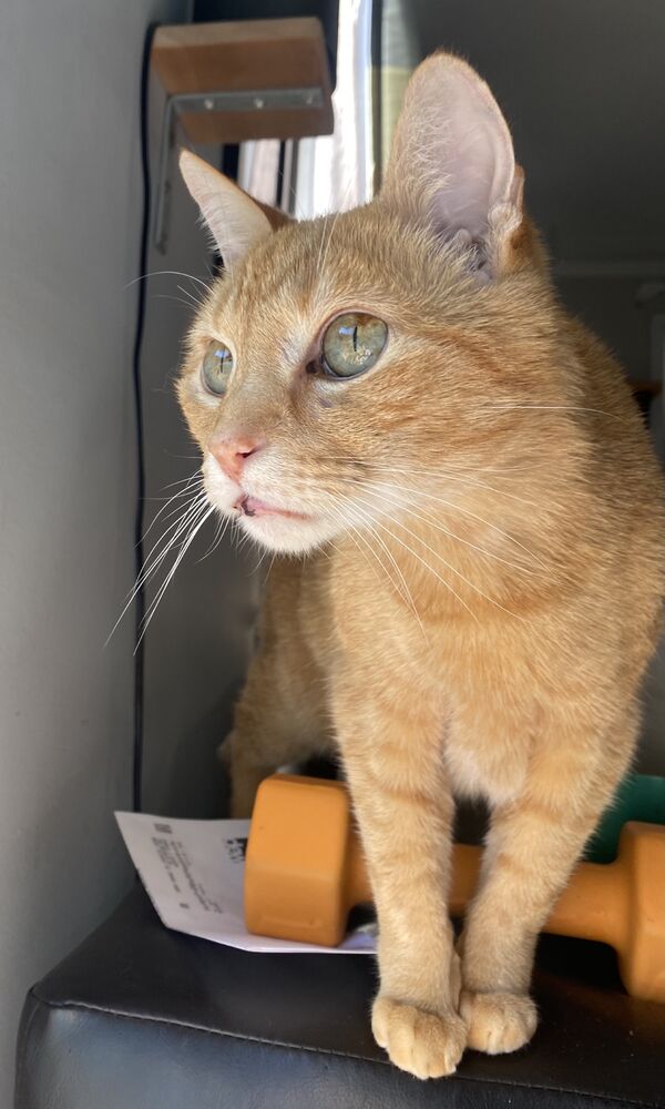 Cat *HISSSSSSS* Saturday (30 Photos)