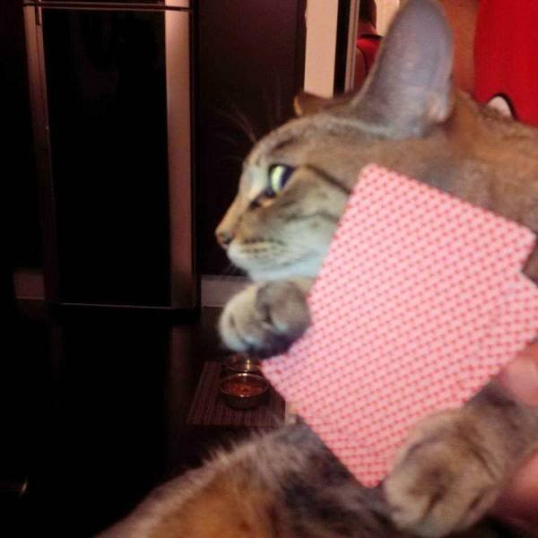 Cat *HISSSSSSS* Saturday (30 Photos)