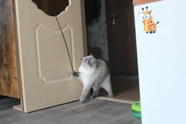 Cat *HISSSSSSS* Saturday (30 Photos)