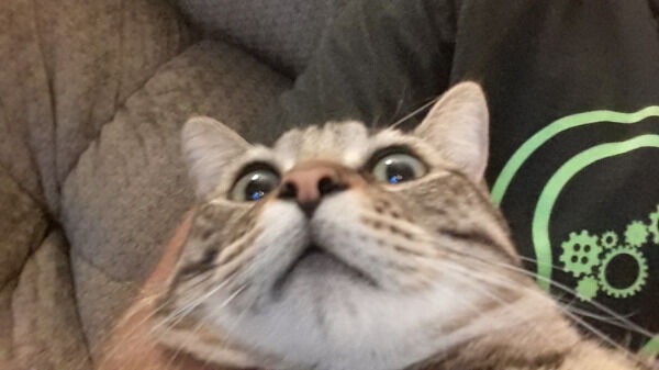 Cat *HISSSSSSS* Saturday (30 Photos)