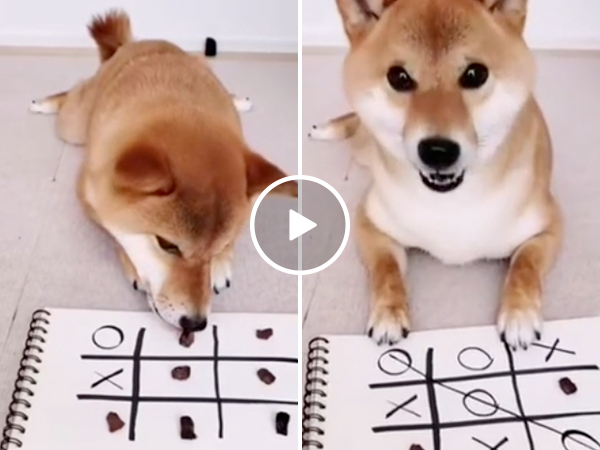 Never challenge this good boy to a game of tic-tac-toe
