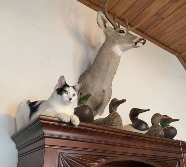 Cat *HISSSSSSS* Saturday (30 Photos)