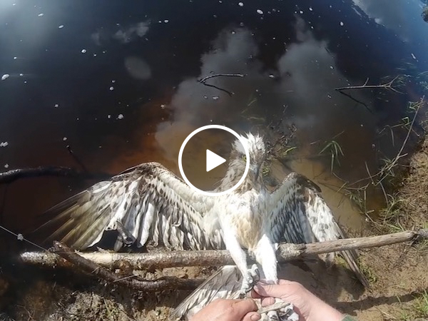 Brave dude displays some serious balls to rescue a trapped hawk (Video)