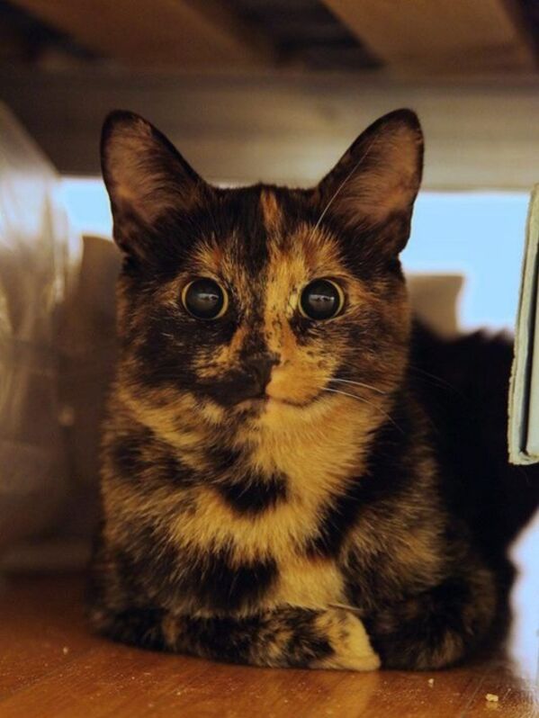 Cat Saturday. CAT SATURDAY!!!