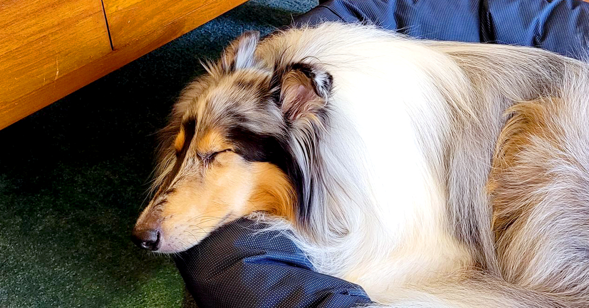 Animal rescue stories are filling the void in our hearts (32 Photos)