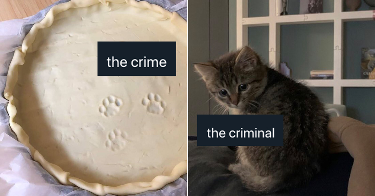 Pets did the crime, and now they'll do the time