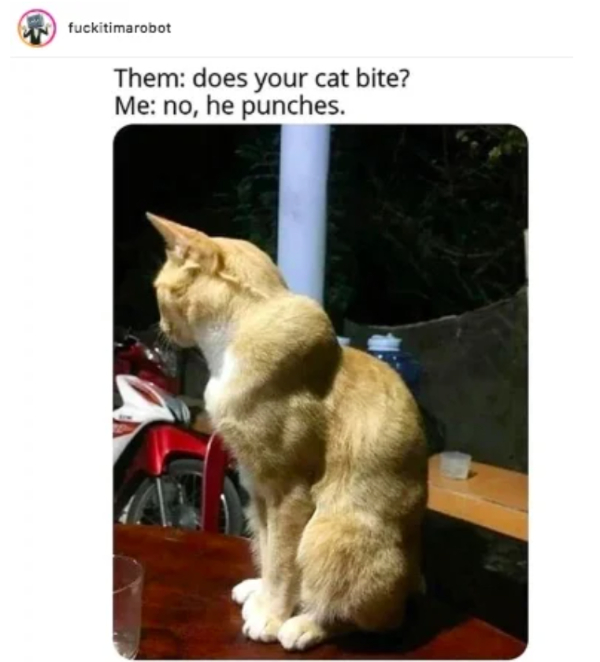 Cat Saturday. CAT SATURDAY!!!