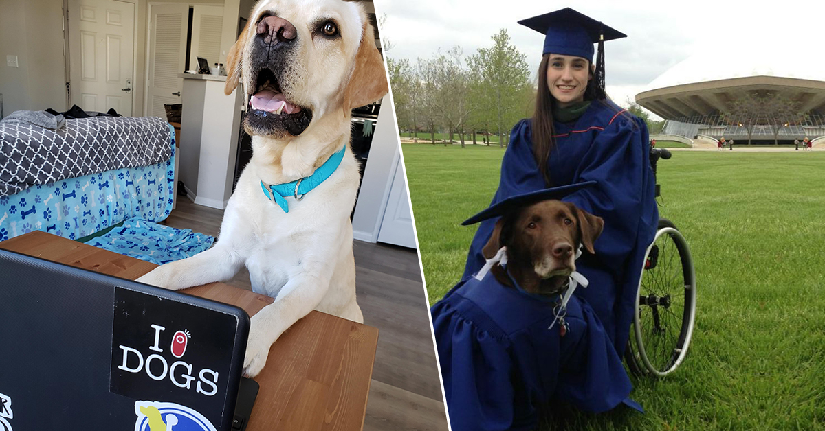 Dogs with jobs are the perfect midweek treat