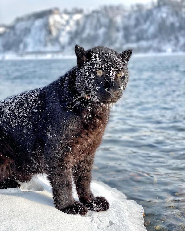 Abandoned panther finds new home with absolute bombshell