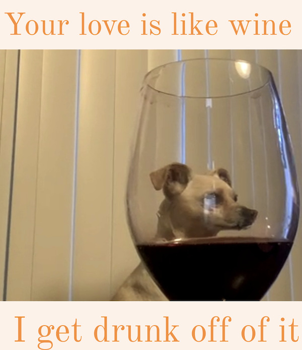 Dog Memes For All The Pet Owners Out There!