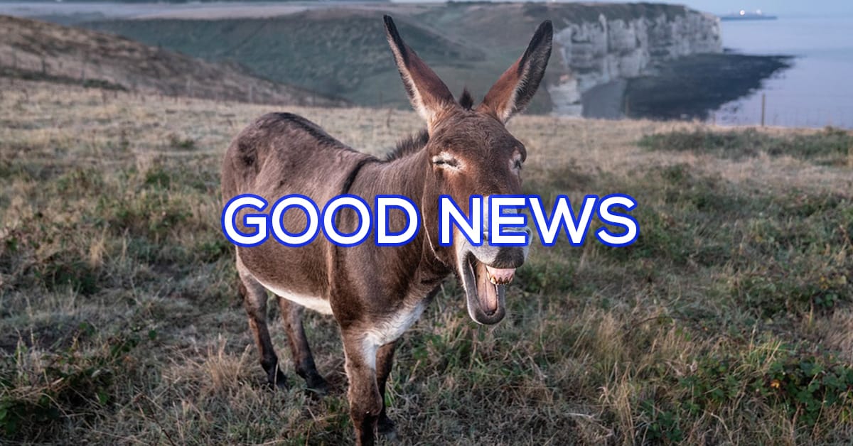 Sh!tty day? Here are 10 uplifting News stories plus DONKEYS! (16 Photos ...